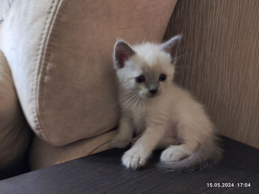 Кошка в дар бесплатно