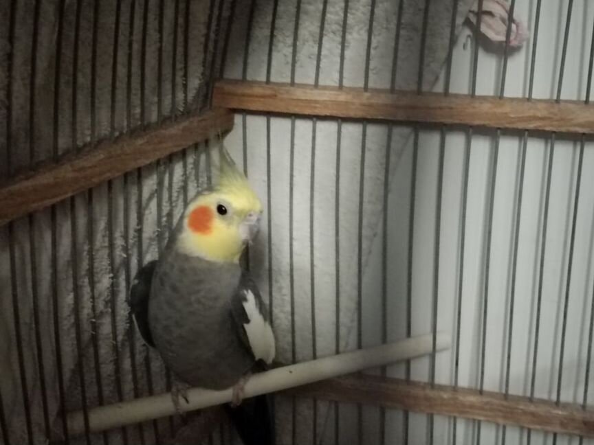 Попугай корелла мальчик