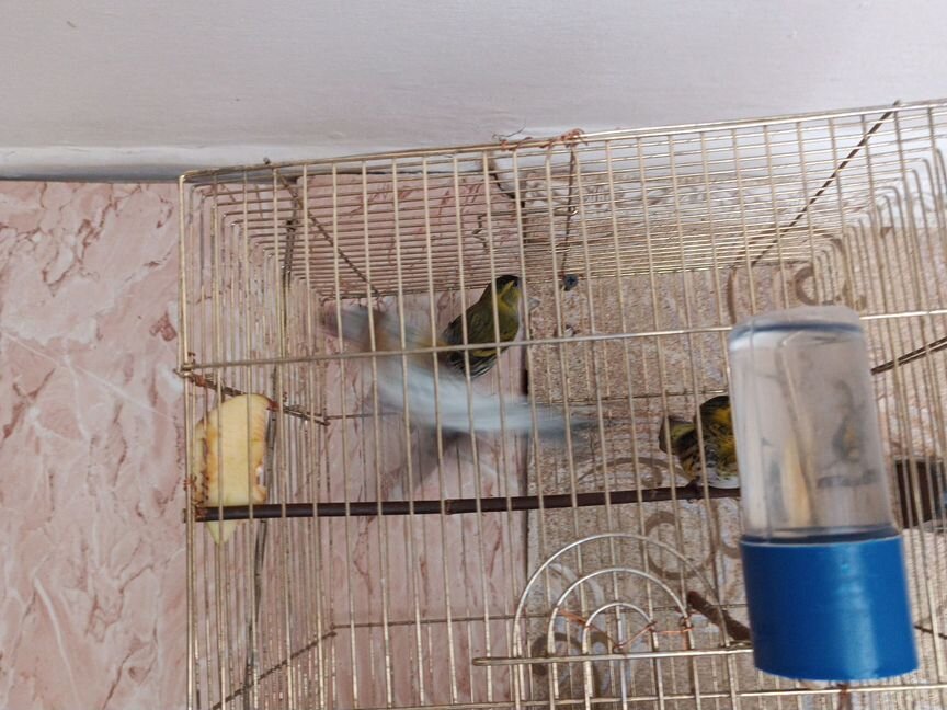 Птица щеголи чижик