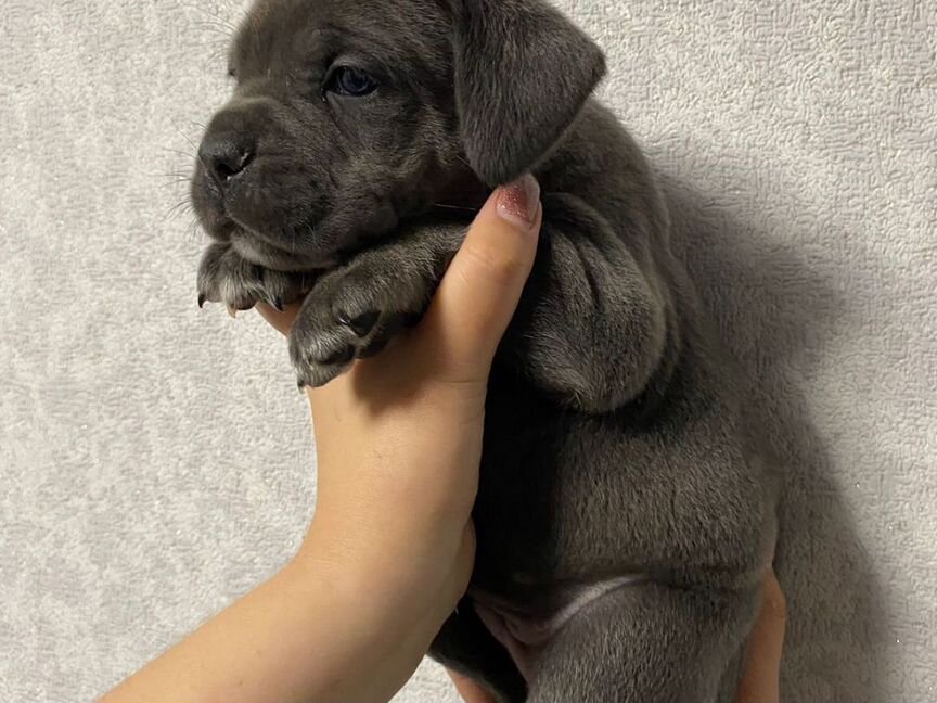 Щенки кане Корсо