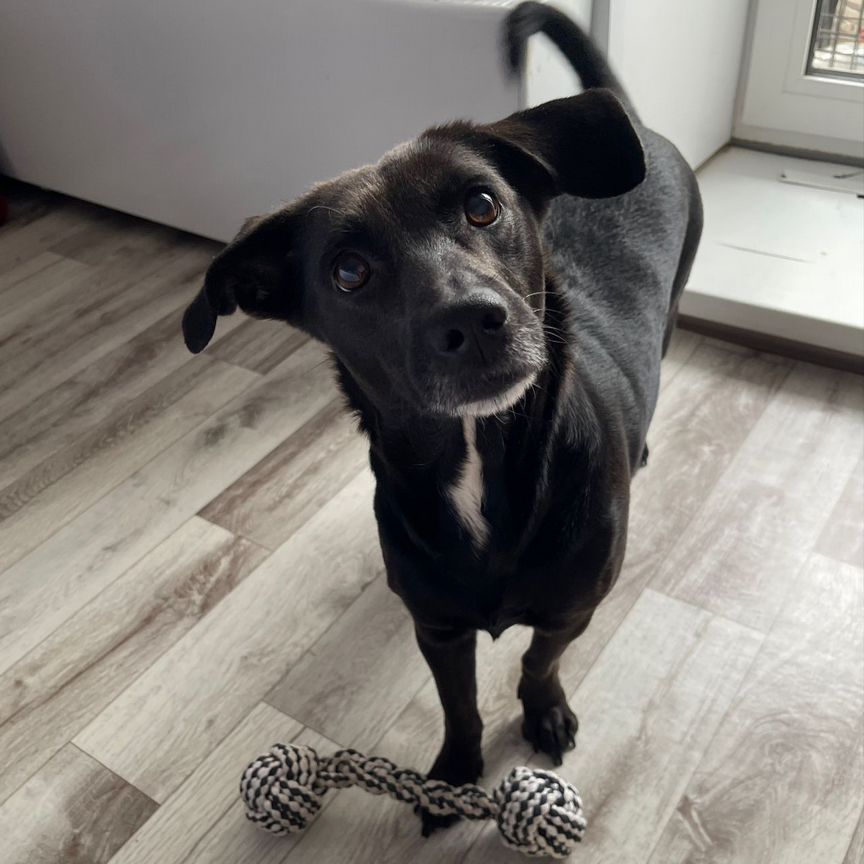 Джек-рассел-терьер, взрослая собака