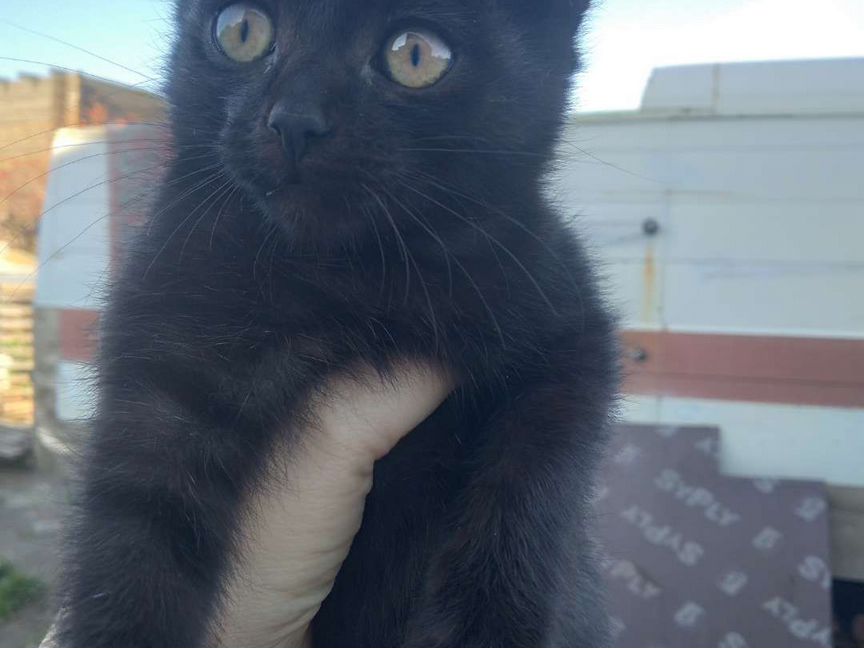 Котята мышеловы и птицеловы