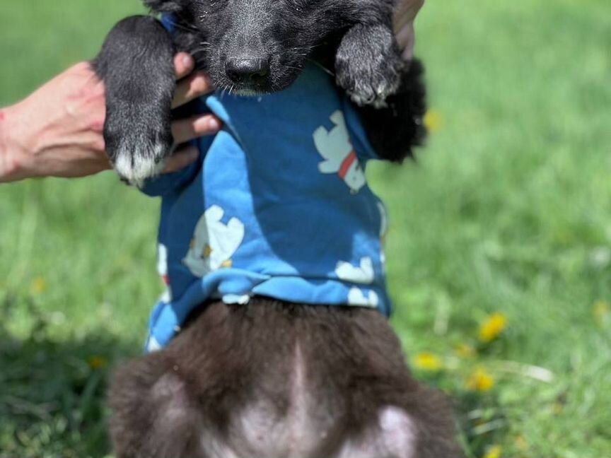 Собака- щенок живёт в приюте