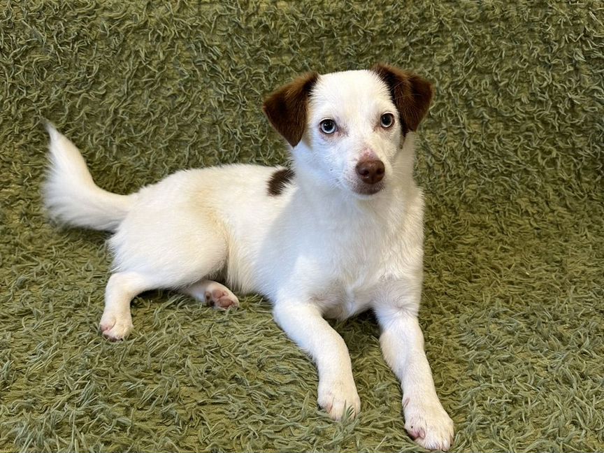 Собачка в добрые руки