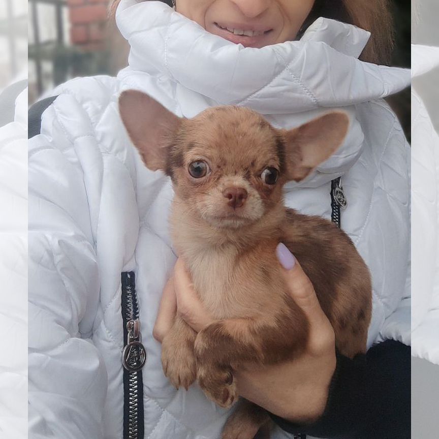 Чихуахуа, щенок