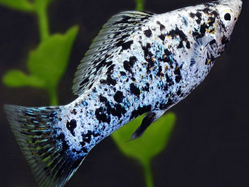 Моллинезия мраморная (рыбки)