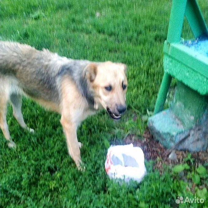 Пса выбросили во дворе нужен дом передержка