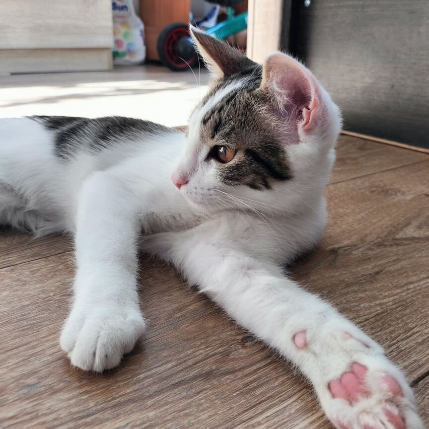 Котик в добрые руки