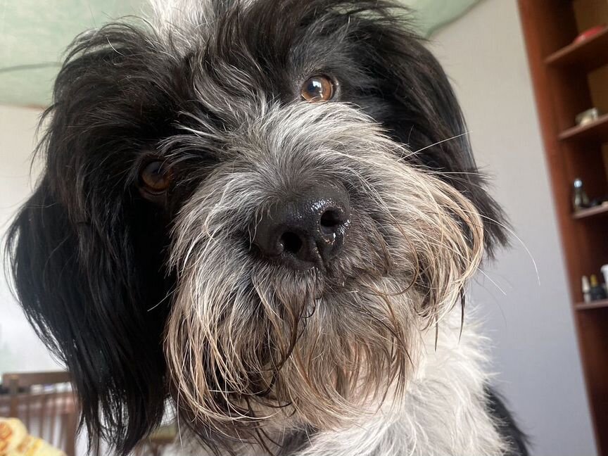 Отдам в добрые руки