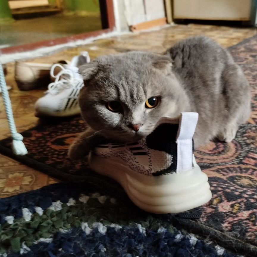 Отдам вислоухого кота