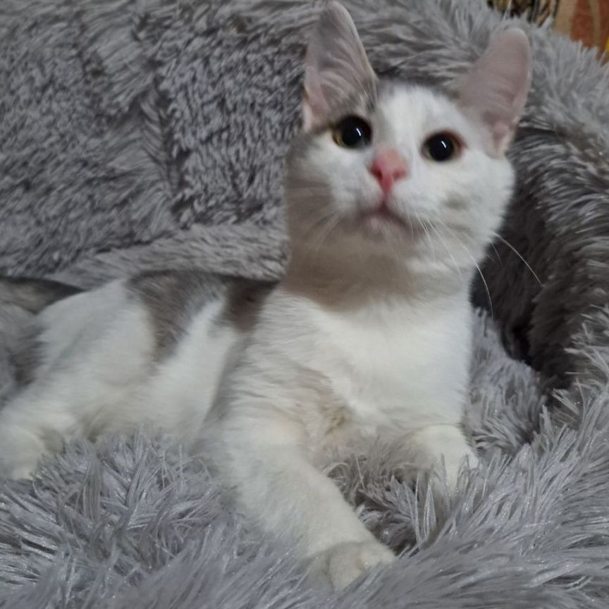 Открыта бронь на шладкого котю