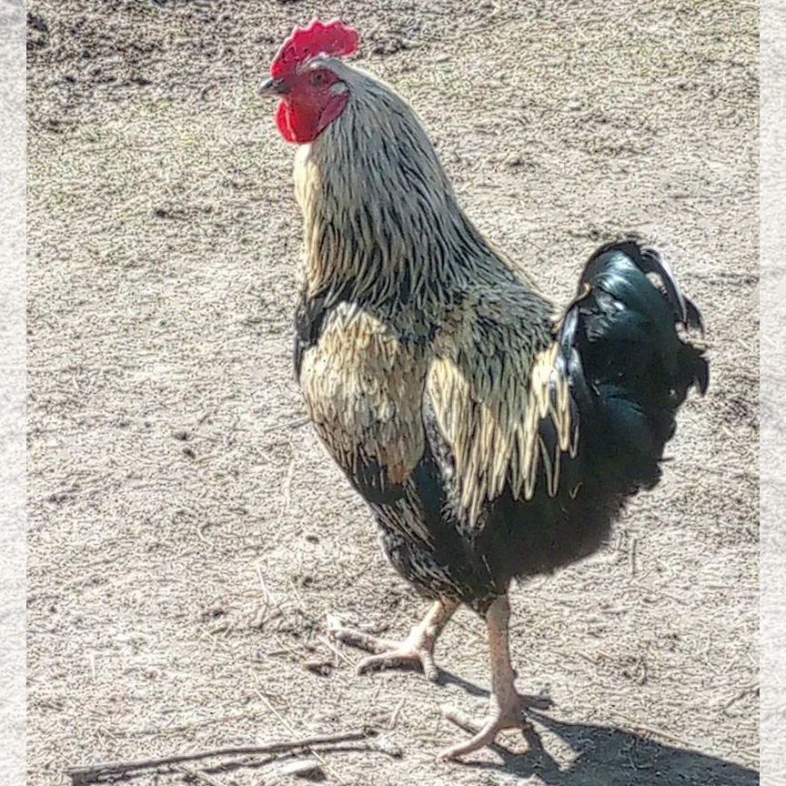 Молодые петухи