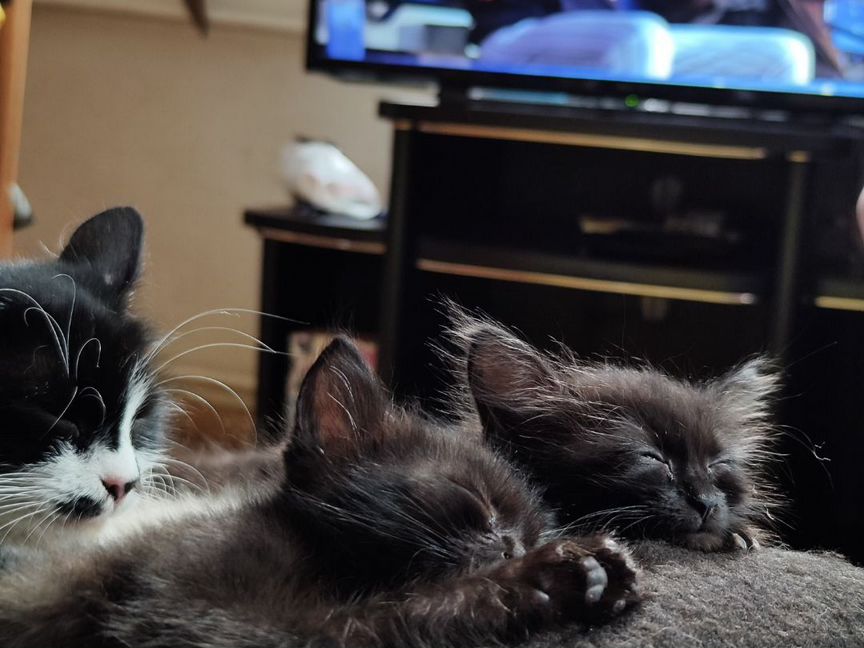 Очаровашки в добрые ручки