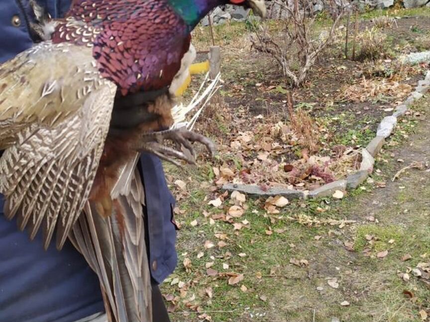 Фазан охотничий