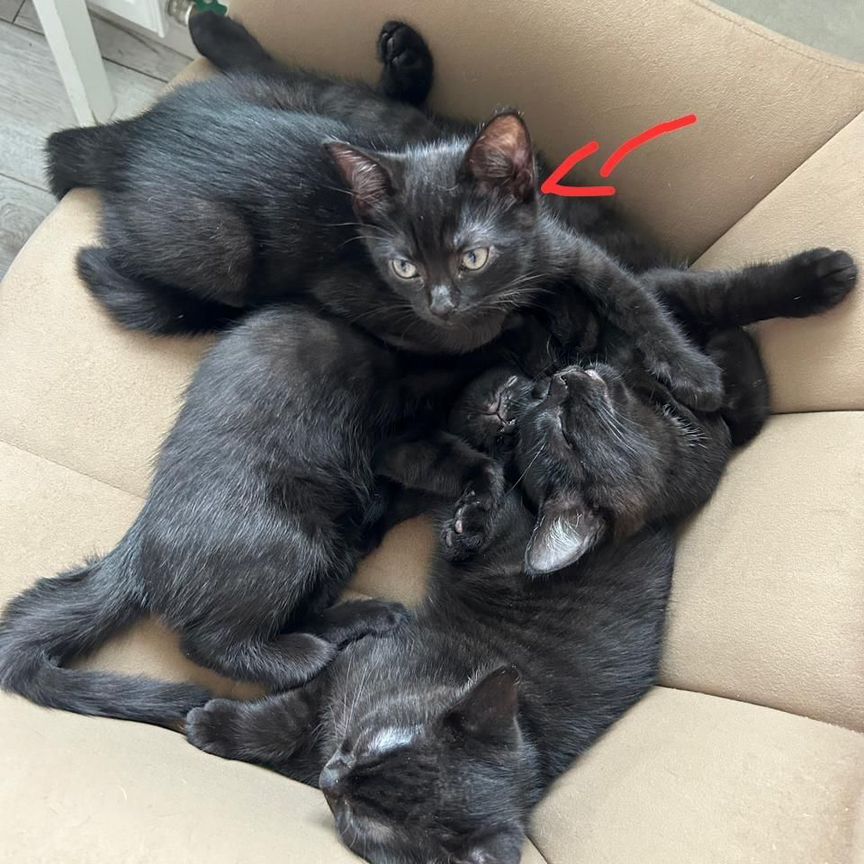 Британские котята