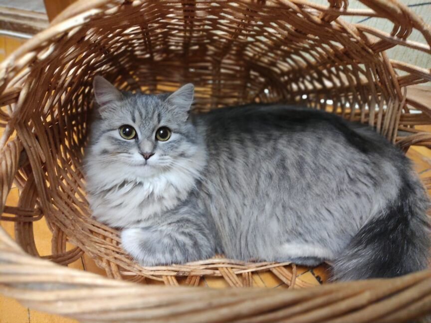 Кошечка пол года