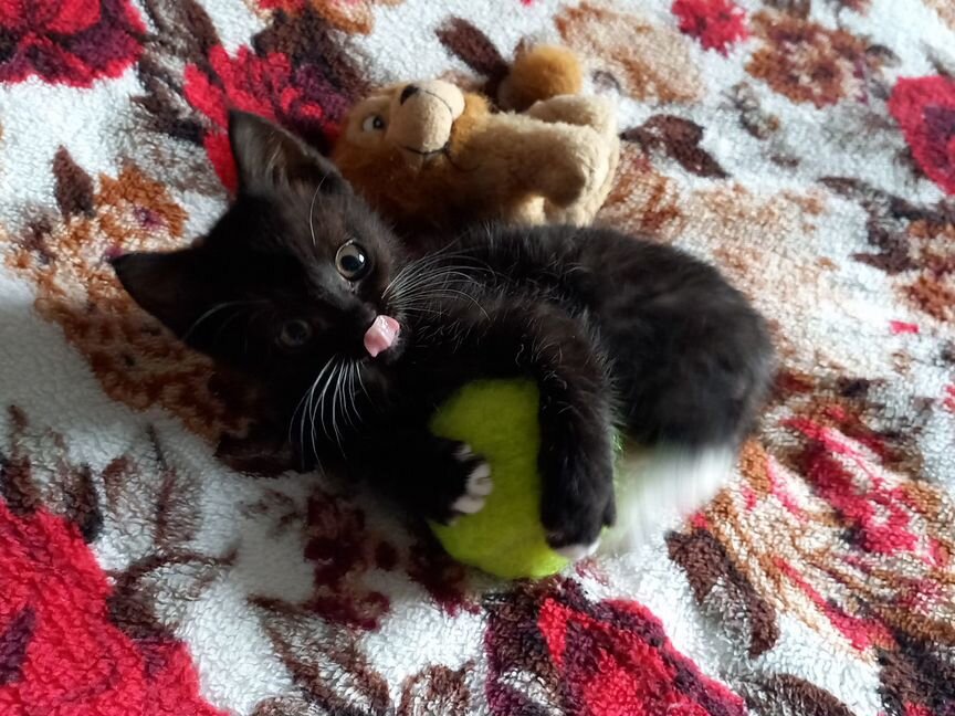 Котенок чёрно-белый мальчик