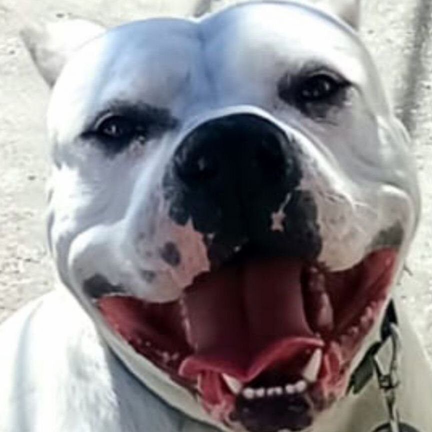 Вязка собак