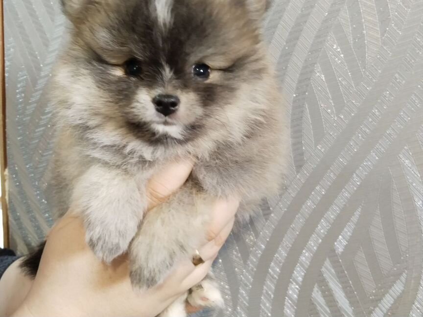 Щенки шпица