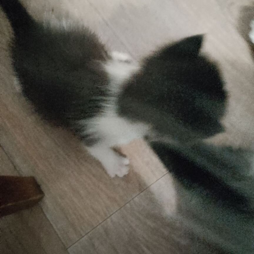 Продам котенка за 50р