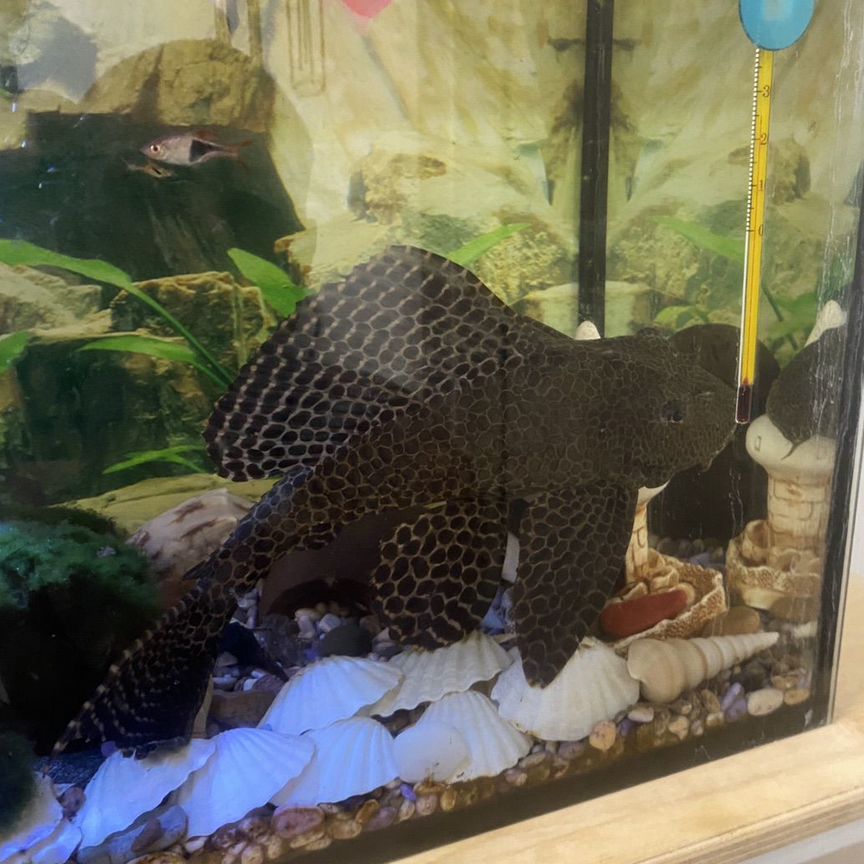 Рыба сом птеригоплихт