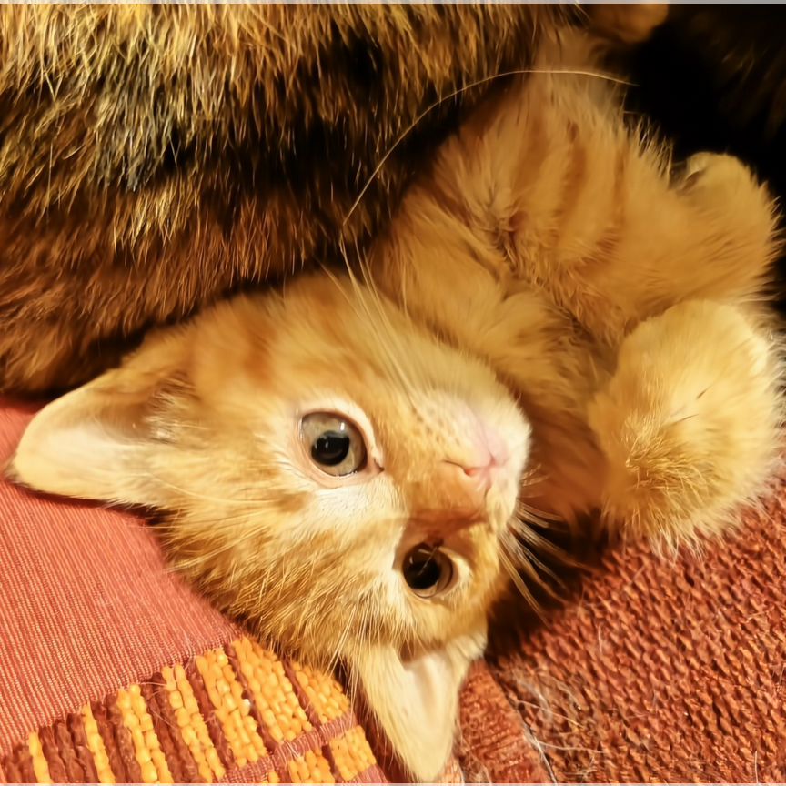 Шотландский прямоухий короткошёрстный котёнок