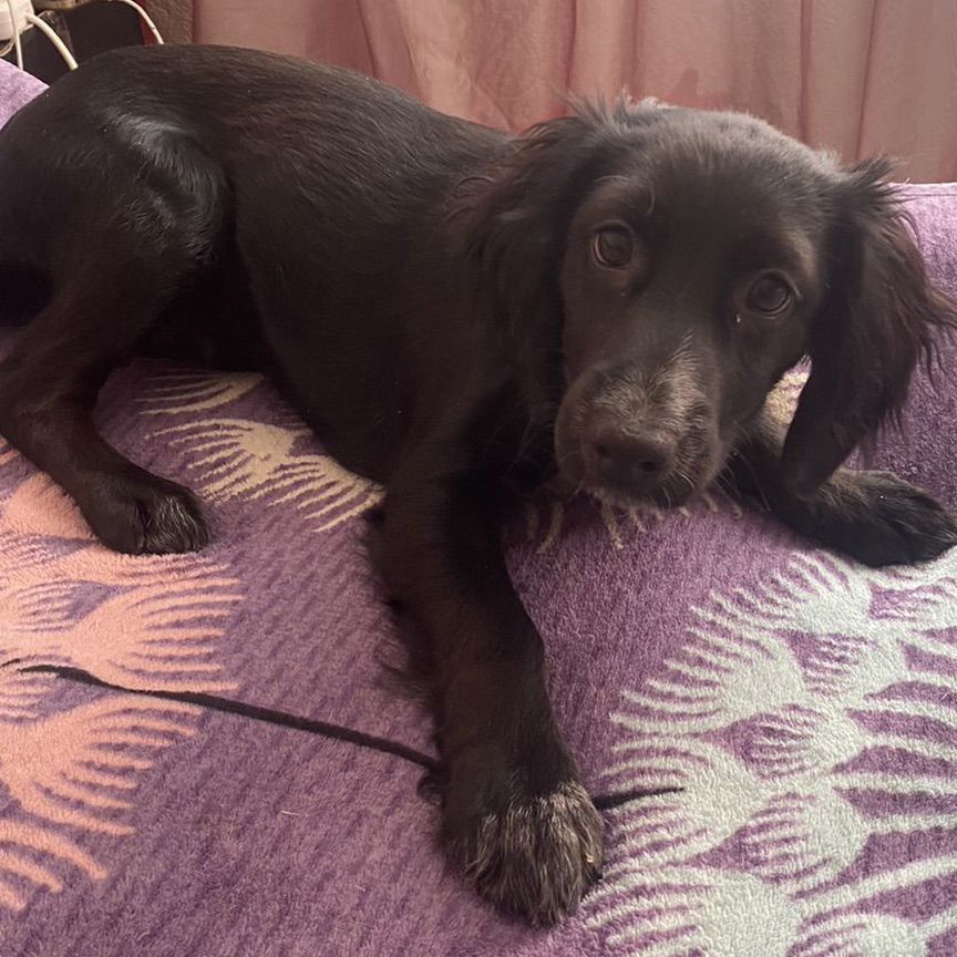 Собака Русский спаниель