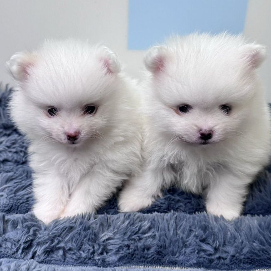 Щенки шпица белые