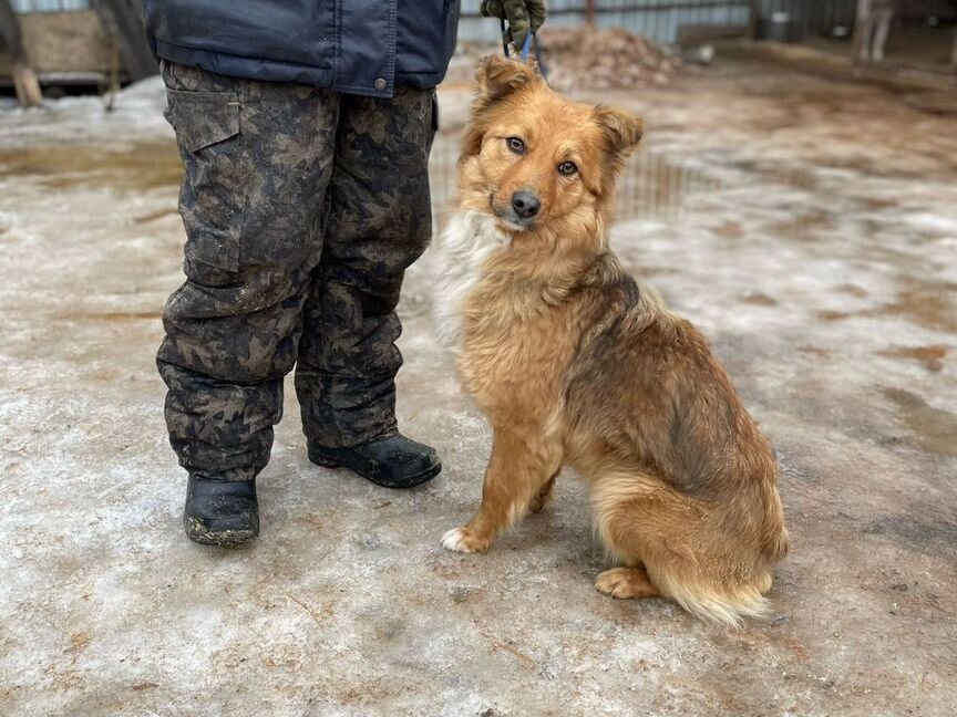Собака в добрые руки отдам бесплатно