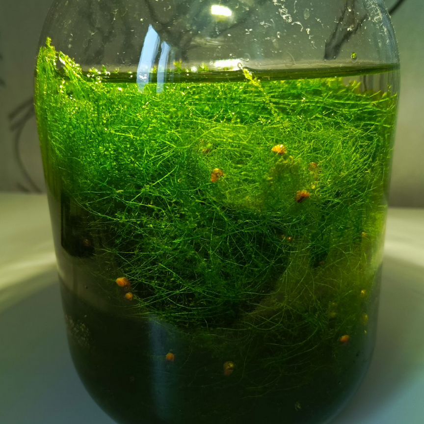 Аквариумное растение яванский мох