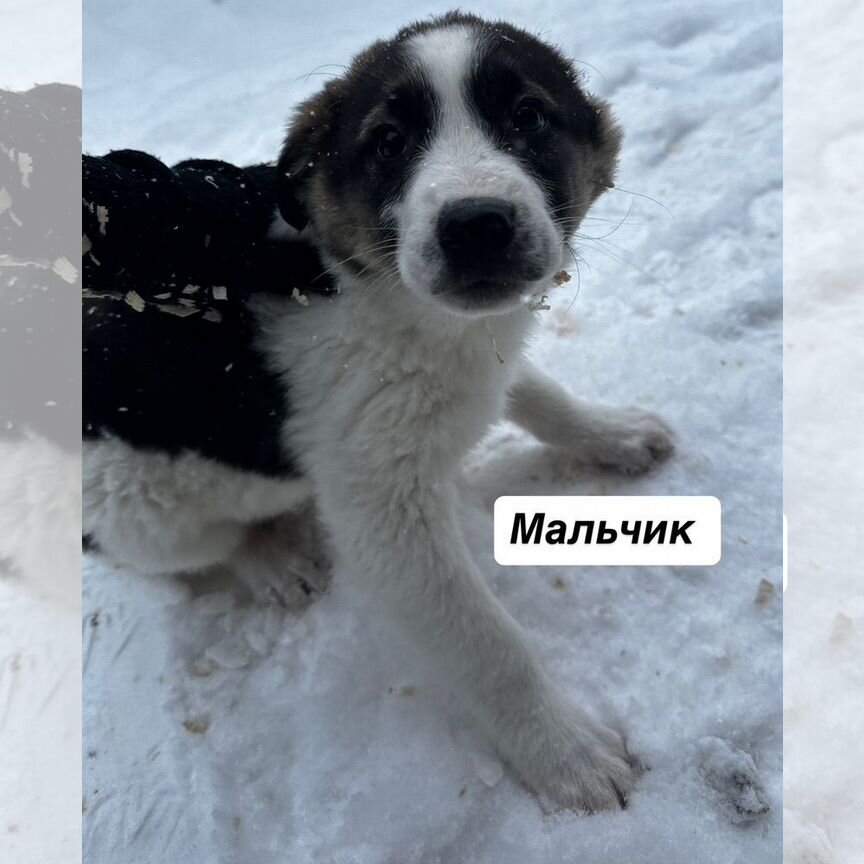 Щенок в добрые руки