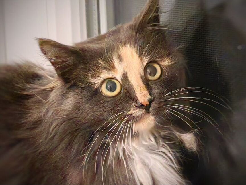 Стерилизованная мышеловка Бэлла терпеливым людям