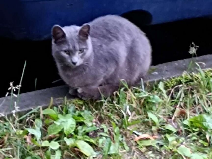 Русский голубой котенок