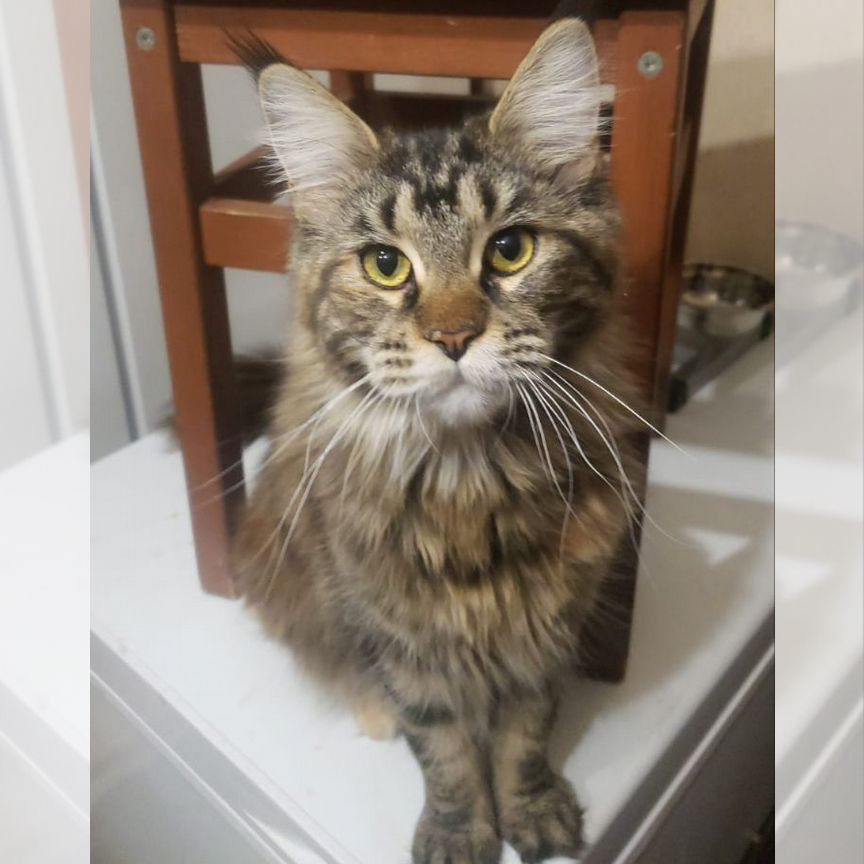 Мейн-кун девочка