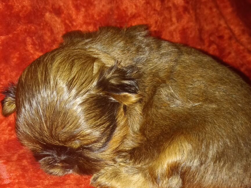 Мальчик Мини Ши-тцу