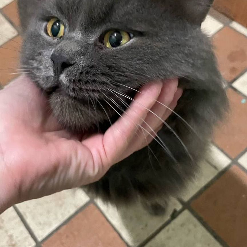 Кот в добрые руки