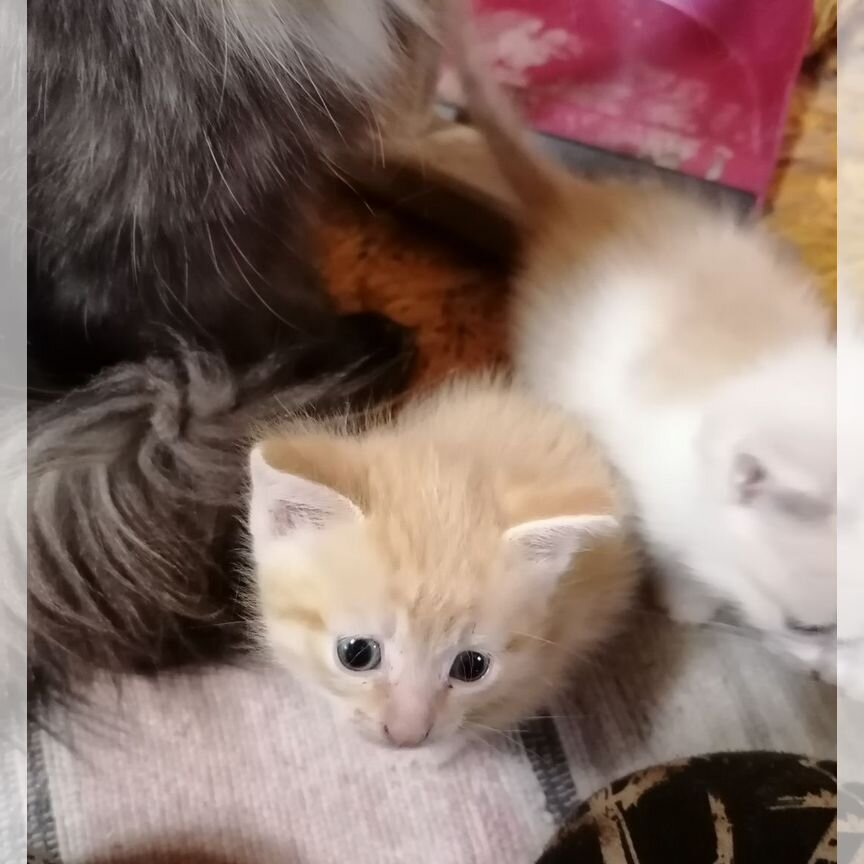 Котёнок от частного владельца