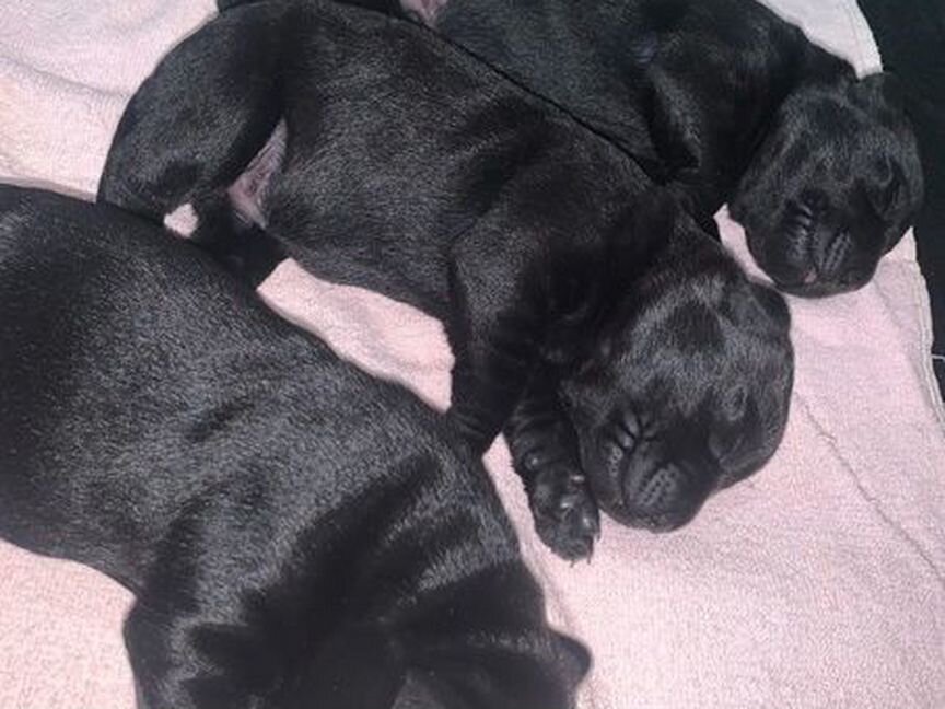 Щенки лабрадора черные