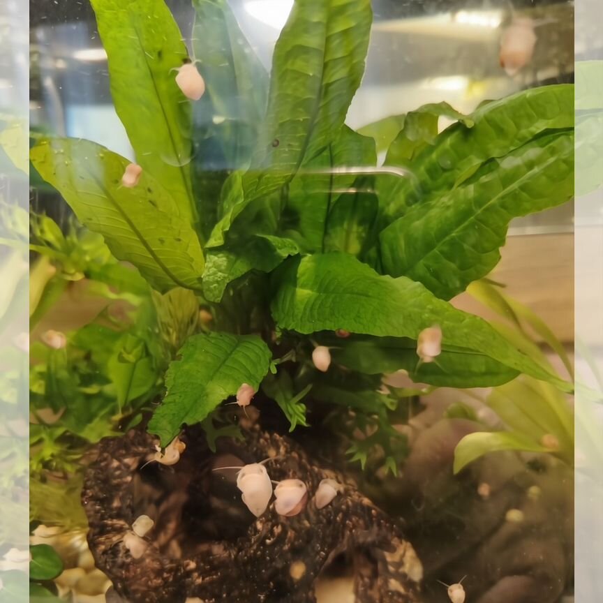 Ампулярии улитки (детки)