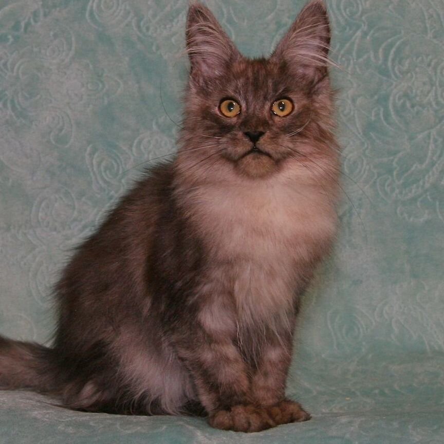 Мейн-кун котёнок
