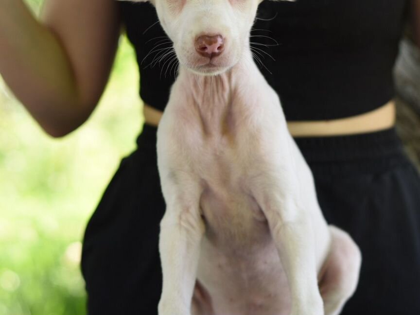 Поденко ибиценко