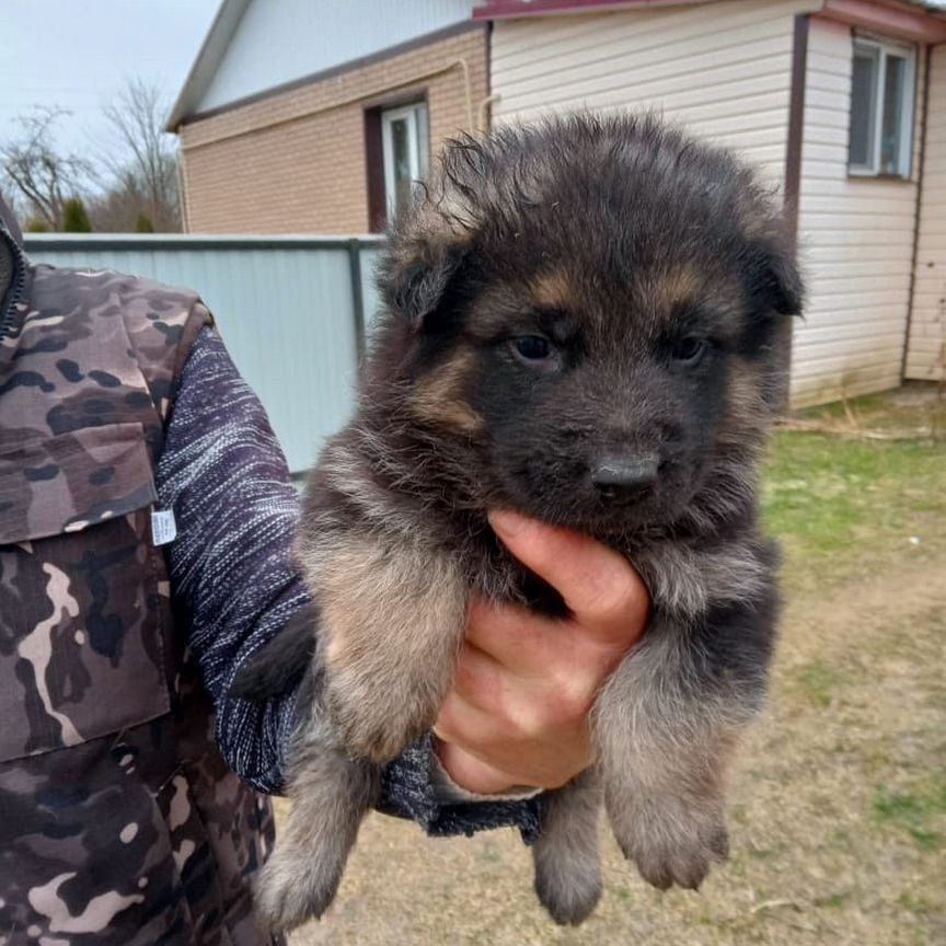 Щенки немецкой овчарки