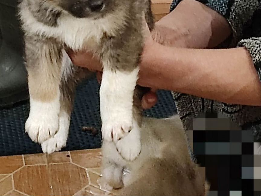 Продаются щенята западно-сибирской лайки