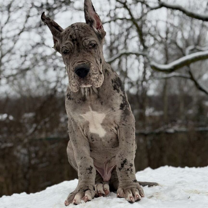 Немецкий дог, щенок