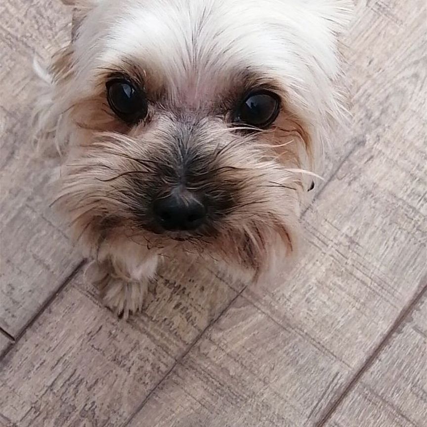 Йоркширский терьер