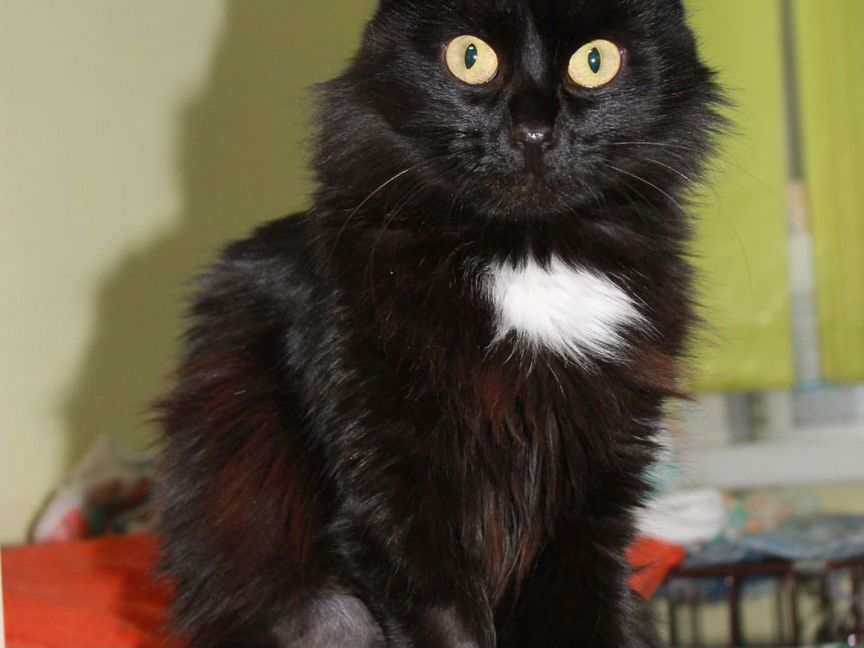 Кошечка Луна, ей 1 год