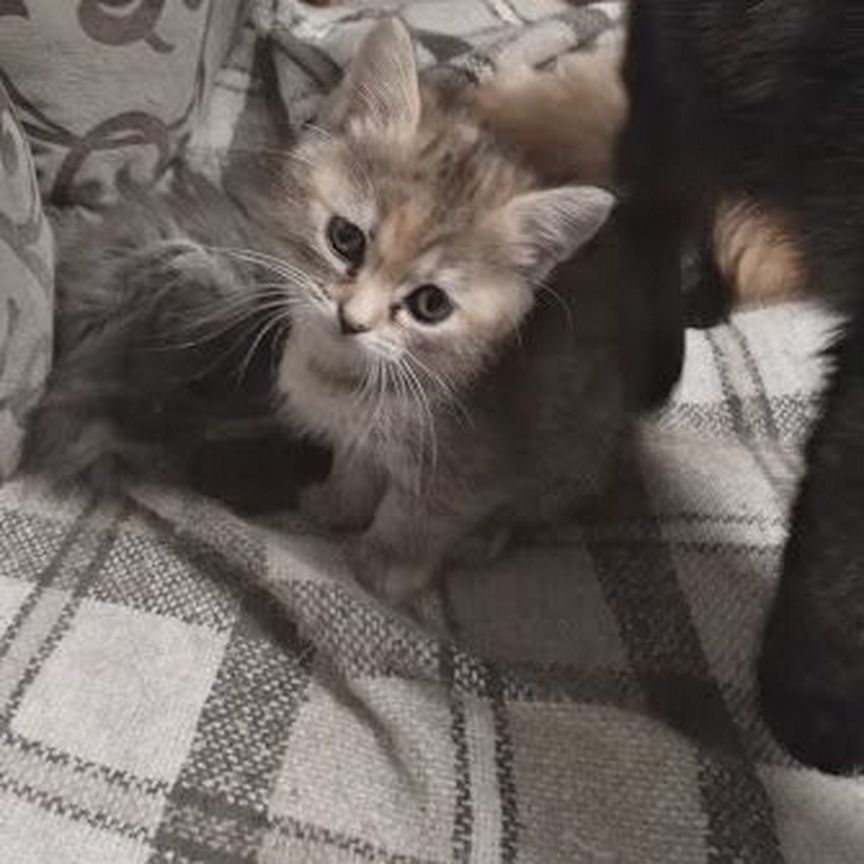 Отдаются котята в добрые руки хороших хозяев