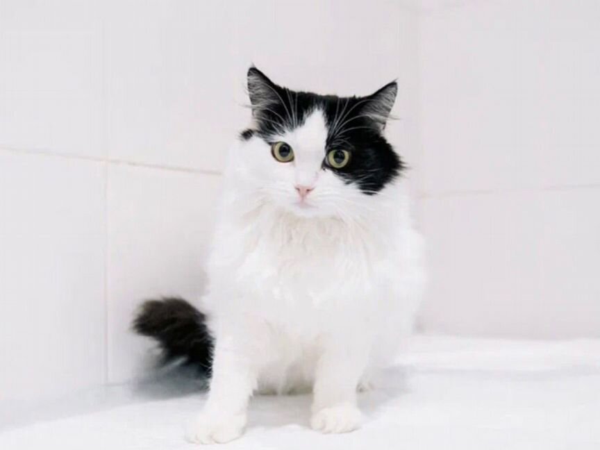Кошка Зайка в добрые руки бесплатно