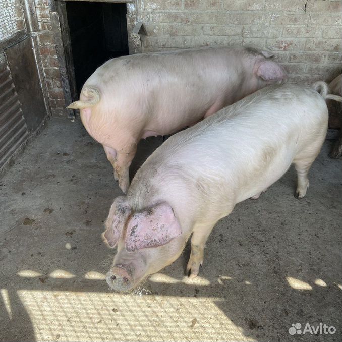 Свиньи живым весом