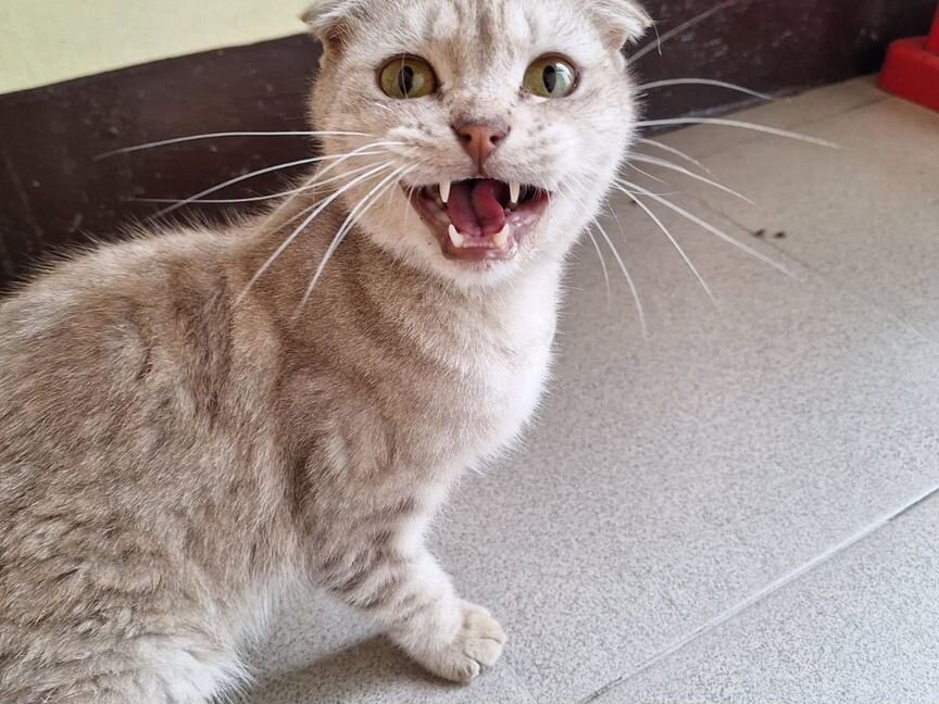 Выкинули котика вислоушку